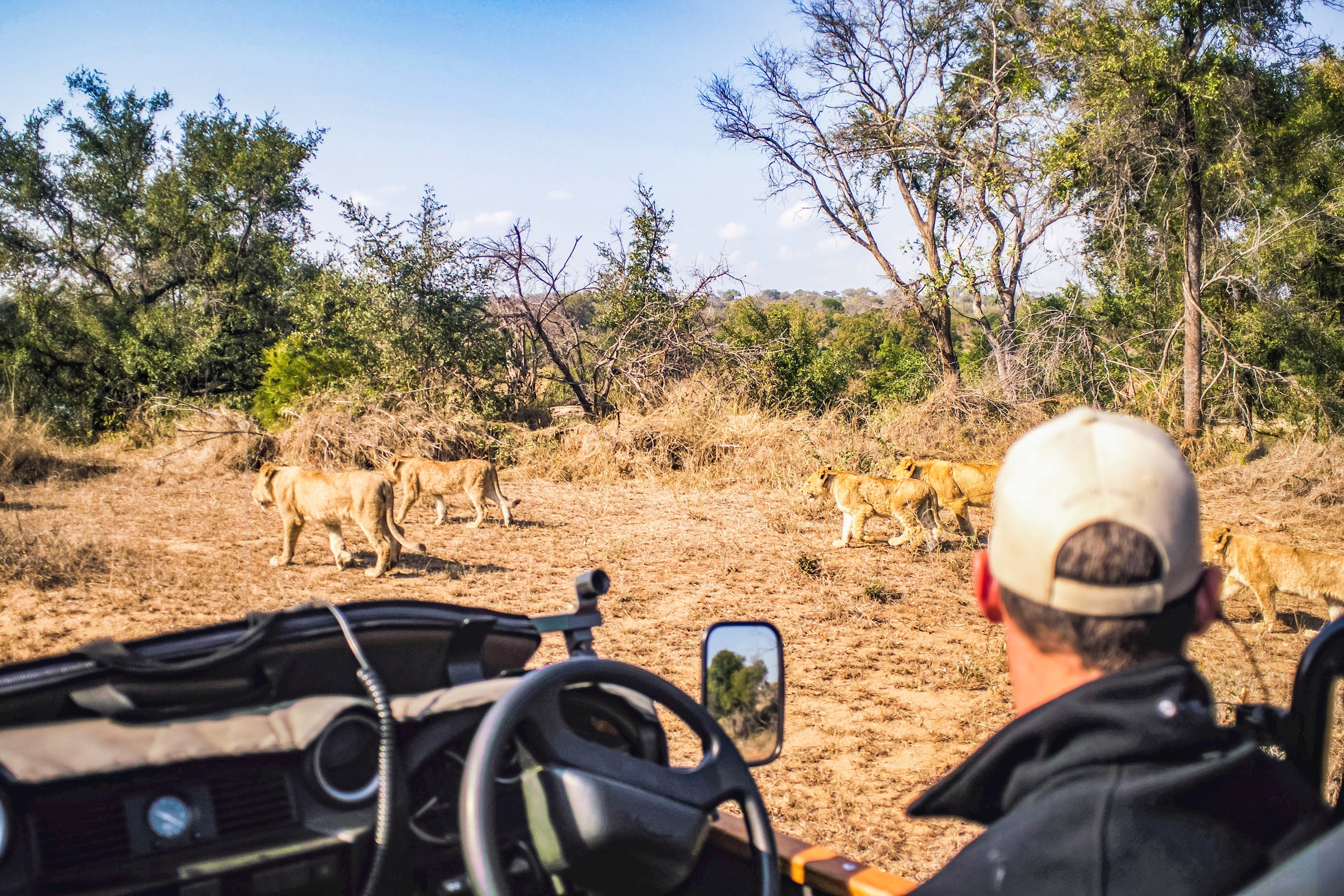 Learn to be a safari guide in Kruger National Park | Contiki