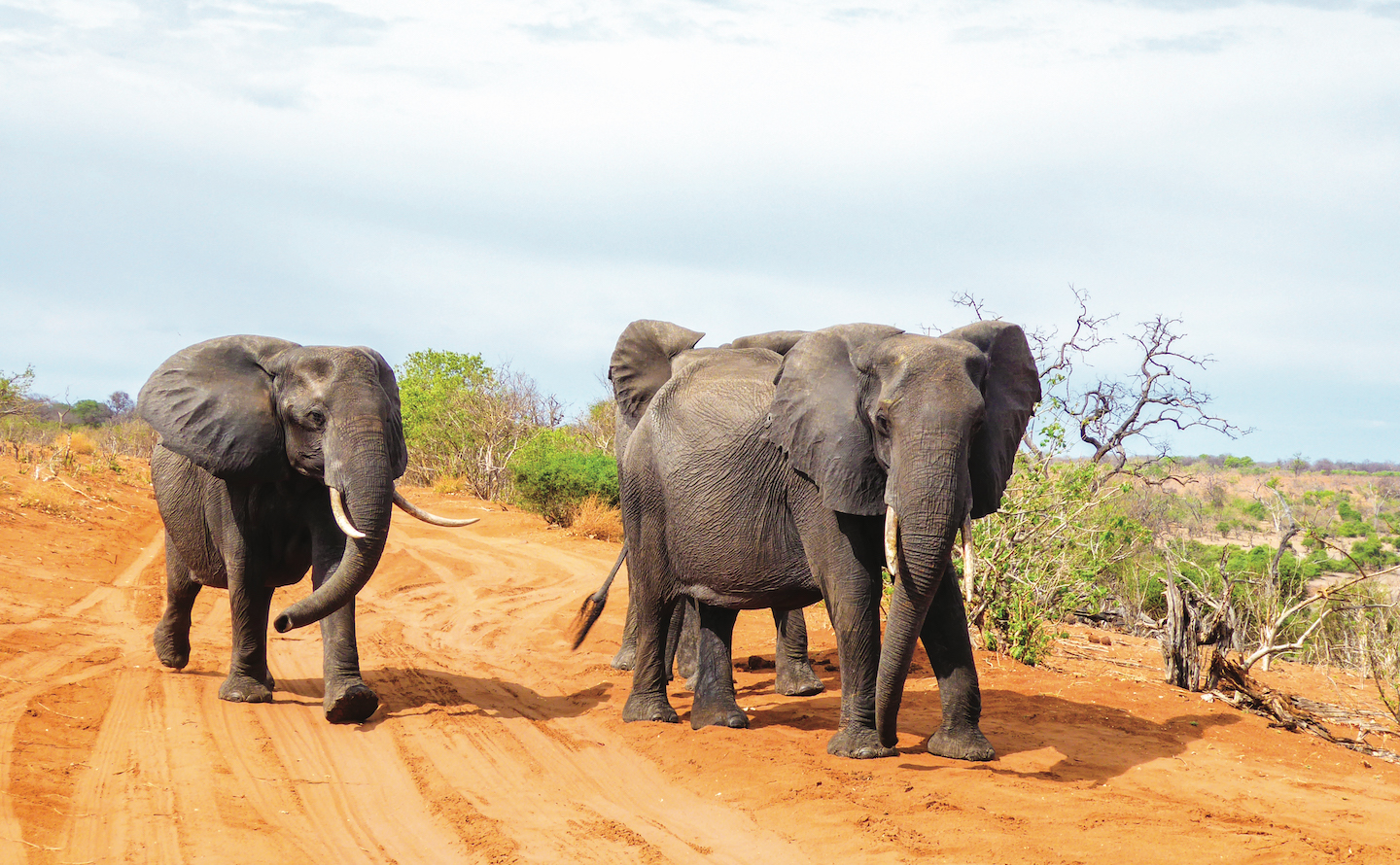 10 ethical animal experiences you need to discover