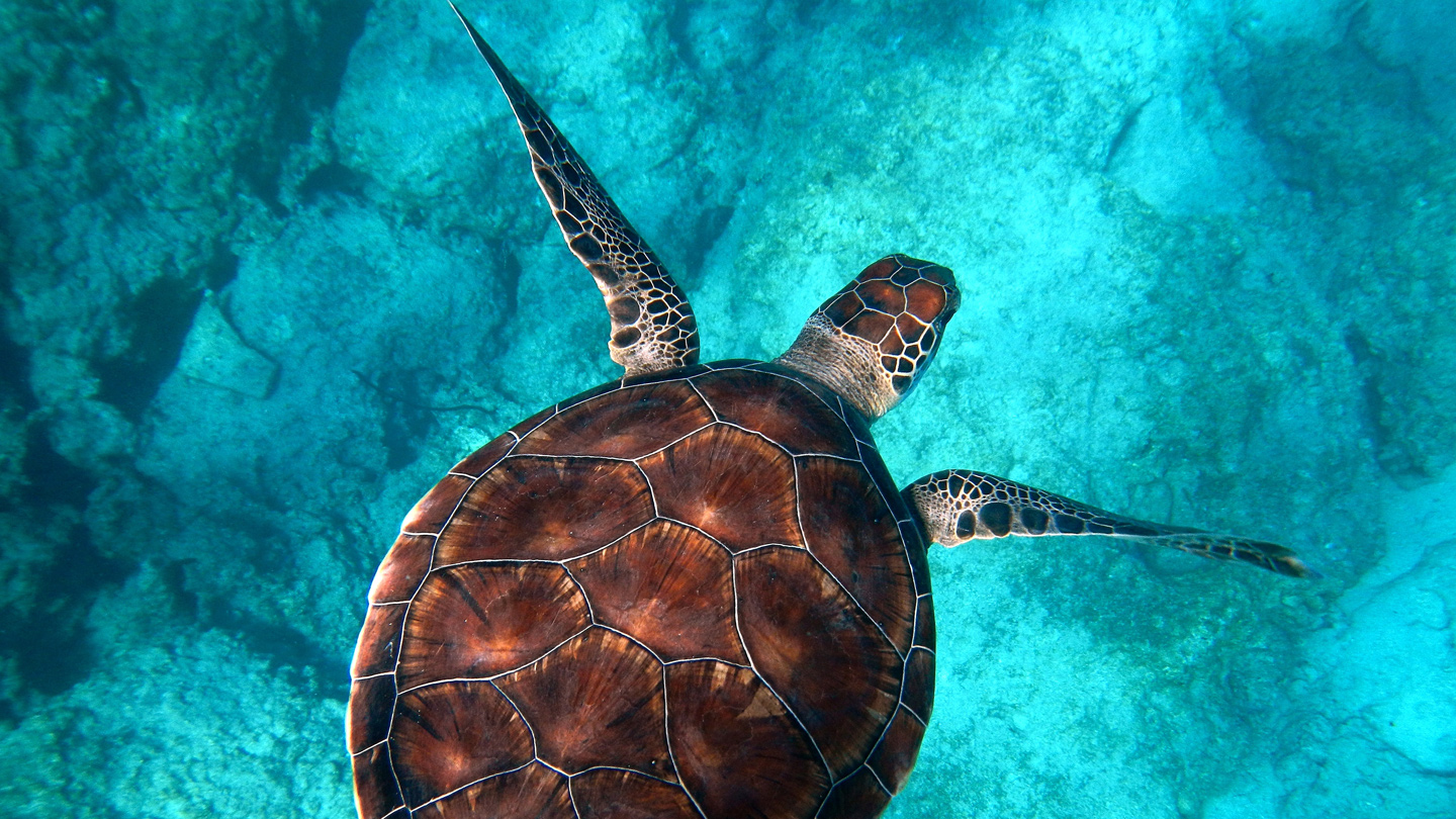 Australian Sea Turtles