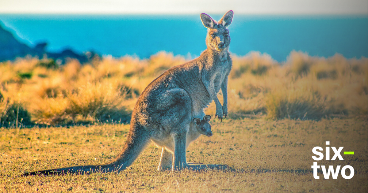 Top animals to see in Australia | six-two by Contiki